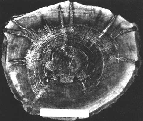 Unasylva - No. 78 - FAO/IUFRO symposium on forest diseases and insects ...