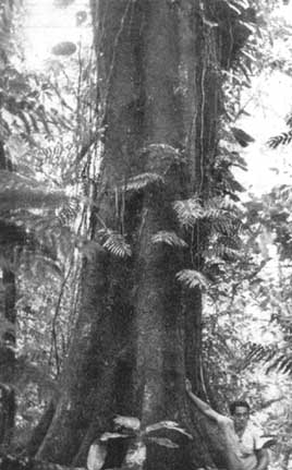 Unasylva - No. 83 - Forestry views of American Samoa