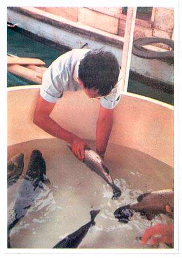 PROPAGATION OF SEABASS, LATES CALCARIFER IN CAPTIVITY