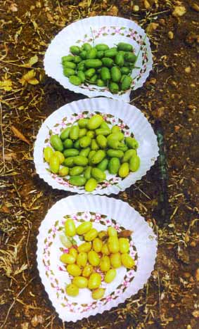 Paper: The International Neem Network