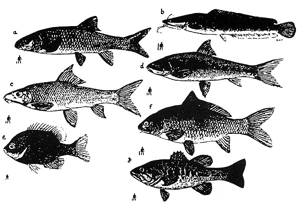 Strategies for fish production in lowlands reservoirs, Lesotho