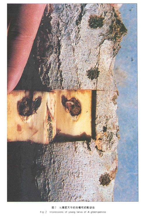 Field Guide/Manual on the Identification and Management of Poplar Pests ...