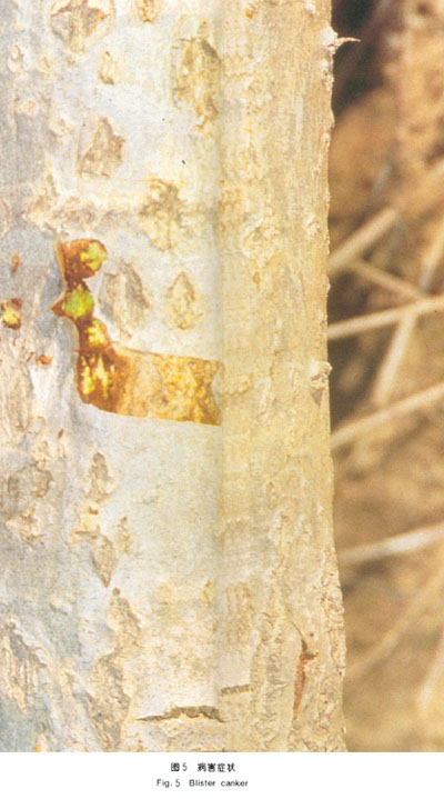 Field Guide/Manual on the Identification and Management of Poplar Pests ...