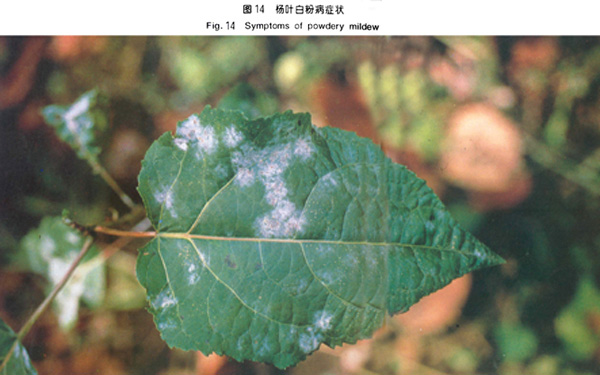 Field Guide/Manual on the Identification and Management of Poplar Pests ...