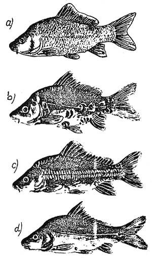 SEMINAR/STUDY TOUR IN THE U.S.S.R. ON GENETIC SELECTION AND ...