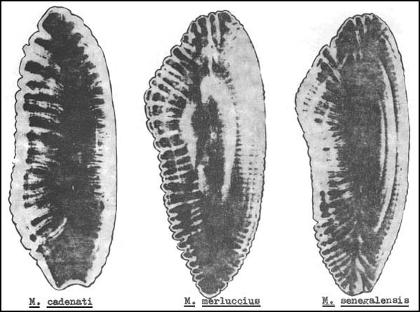 Appendix 6. LES MERLUS (MERLUCCIUS spp.) DE LA COTE NORD-OUEST DE L’AFRIQUE