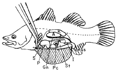 REPORT OF TRAINING COURSE ON SEABASS SPAWNING AND LARVAL REARING ...
