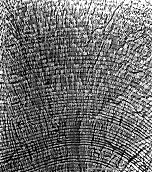 Determination of growth in bony fishes from otolith microstructure.