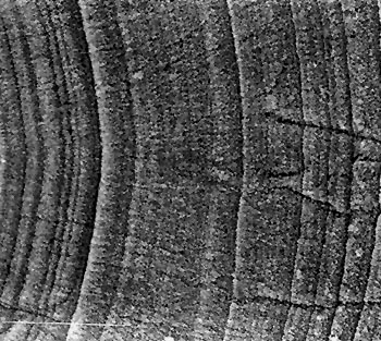 Determination of growth in bony fishes from otolith microstructure.