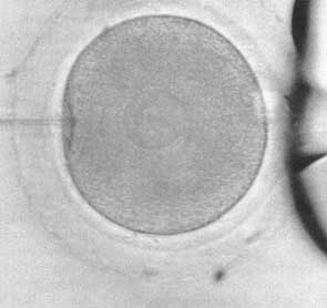 Transgenic livestock
