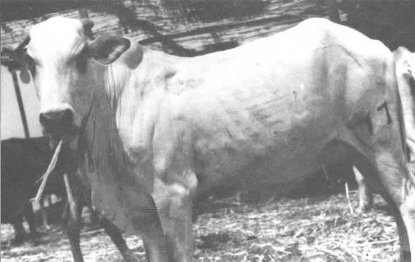 Production and reproduction characteristics of Butana and Kenana cattle ...