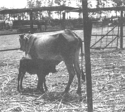 Production and reproduction characteristics of Butana and Kenana cattle ...