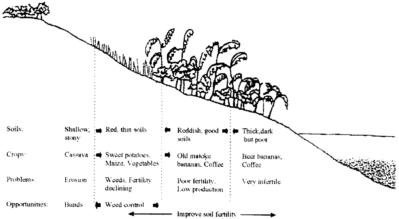 Participatory survey methods for gathering information