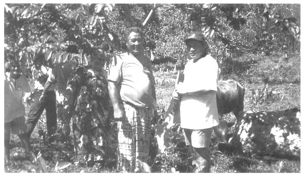 Grazing Livestock in the Southwest Pacific