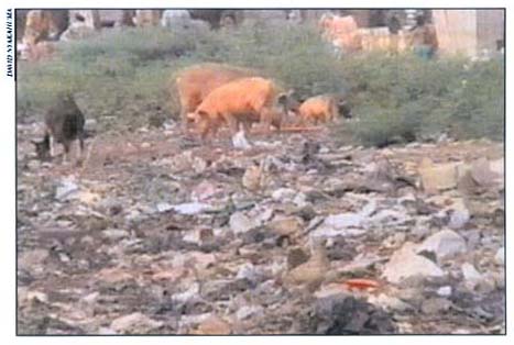 MANUAL ON THE PREPARATION OF AFRICAN SWINE FEVER CONTINGENCY PLANS