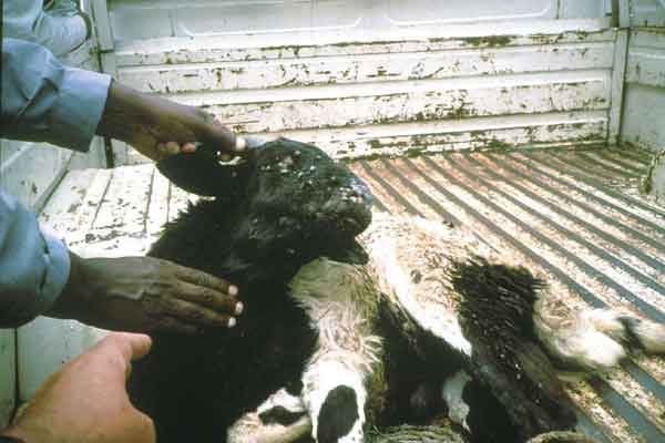 Empres Transboundary Animal Diseases Bulletin