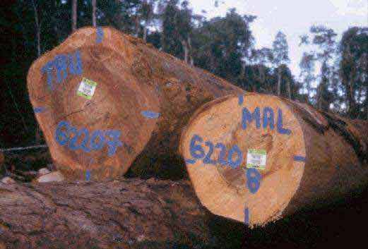 FOREST HARVESTING CASE-STUDY 15