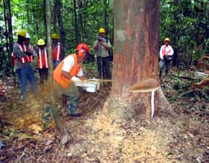 Demonstration of reduced impact logging techniques in the field. Photos ...