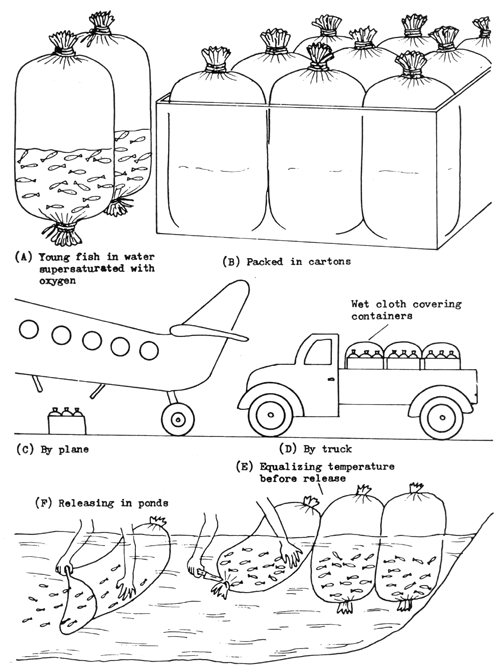 The transport of live fish. A review