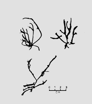 Report on a Regional Study and Workshop on the Taxonomy, Ecology and ...