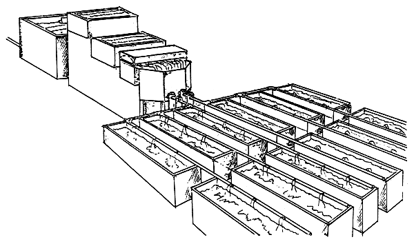 Bivalve farming: an alternative economic activity for small-scale ...