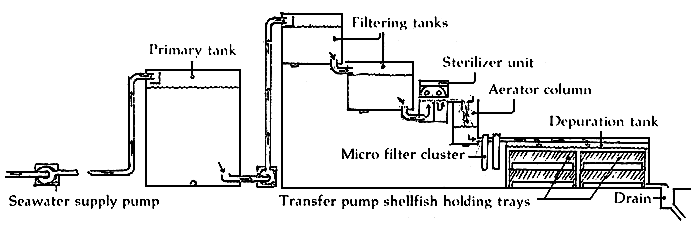 Bivalve farming: an alternative economic activity for small-scale ...