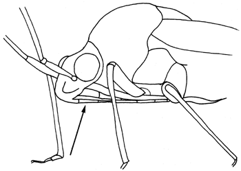 manual sobre insectos que atacan a las semillas de Acacia