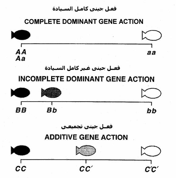 Selective breeding programmes for medium-sized fish farms.