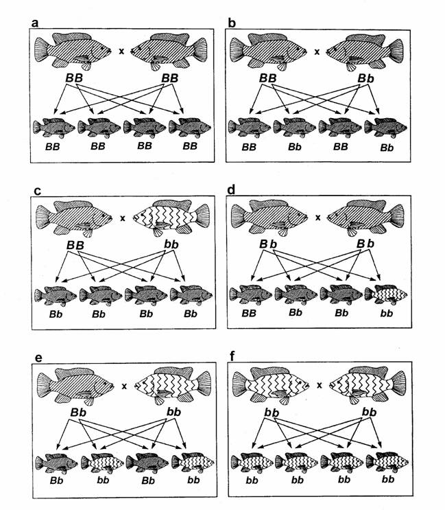 Selective breeding programmes for medium-sized fish farms.