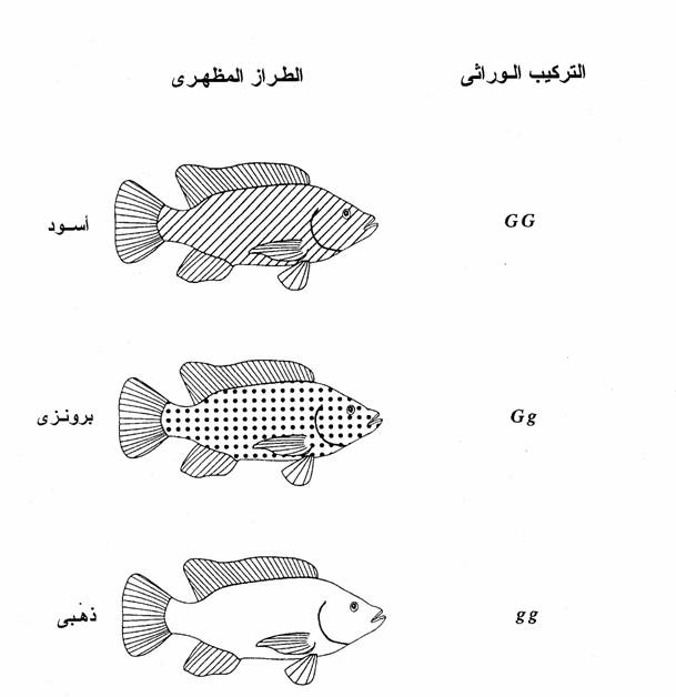 Selective breeding programmes for medium-sized fish farms.