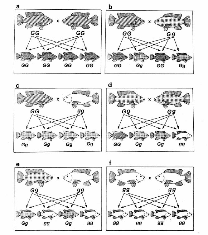 Selective breeding programmes for medium-sized fish farms.