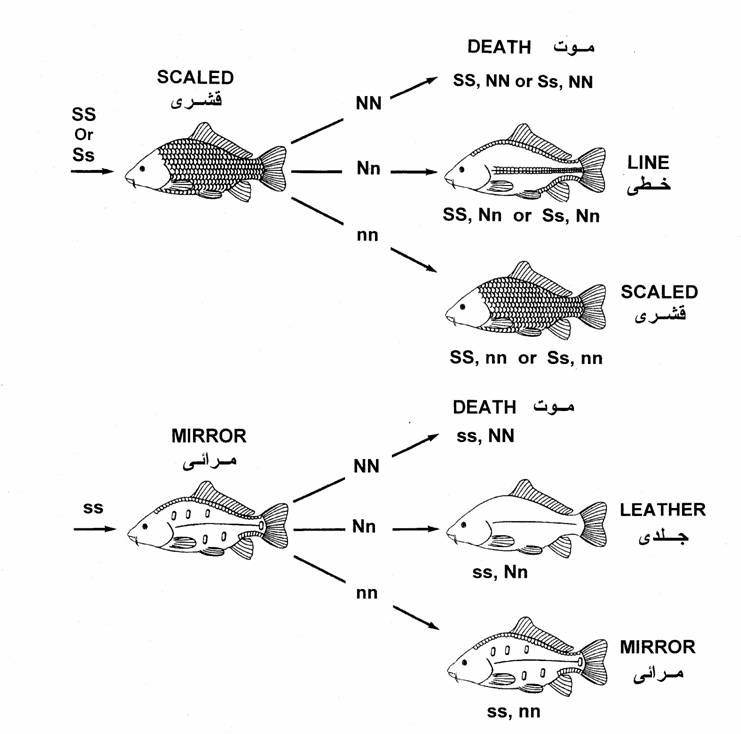 Selective breeding programmes for medium-sized fish farms.