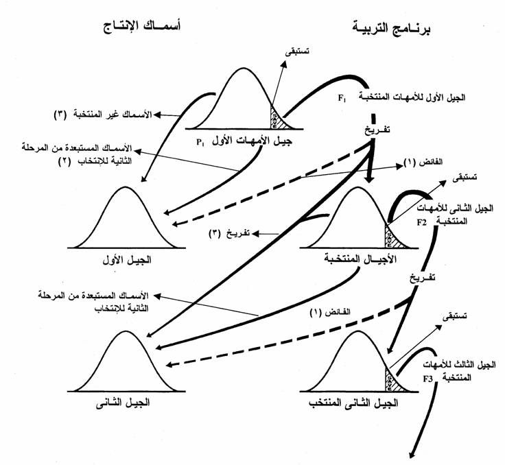 Selective breeding programmes for medium-sized fish farms.