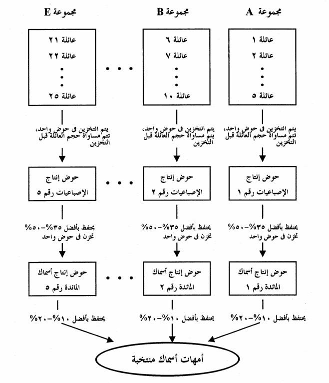 Selective breeding programmes for medium-sized fish farms.