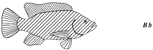 Selective breeding programmes or medium-sized fish farms