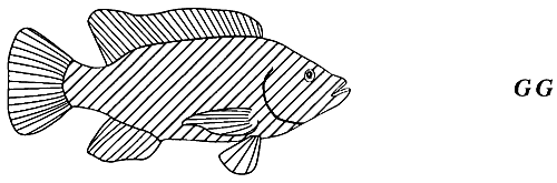 Selective breeding programmes or medium-sized fish farms