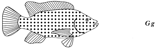 Selective breeding programmes or medium-sized fish farms