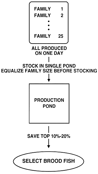 Selective breeding programmes or medium-sized fish farms