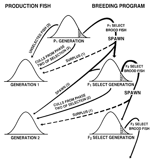 Selective Breeding Diagram What Is Selective Breeding? Answered