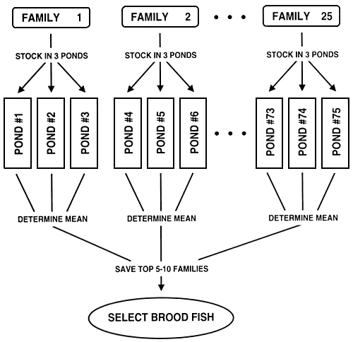 Selective breeding programmes or medium-sized fish farms