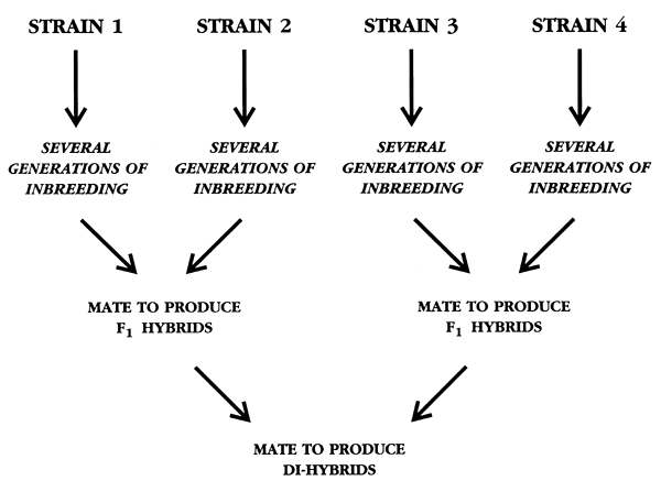 Selective Breeding Chart 13 12 Selective Breeding