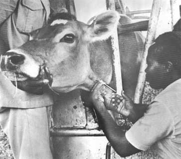 Section 2. Animal Health