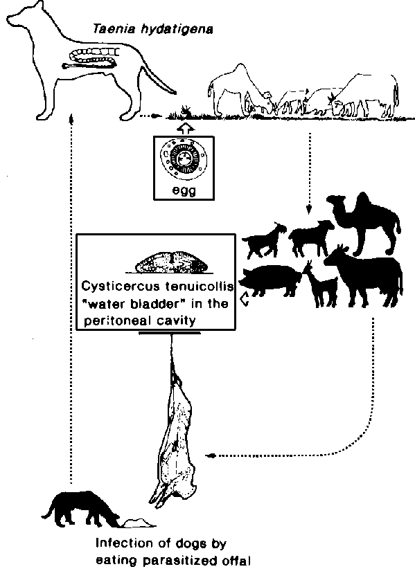 2. The epidemiology of helminth parasites