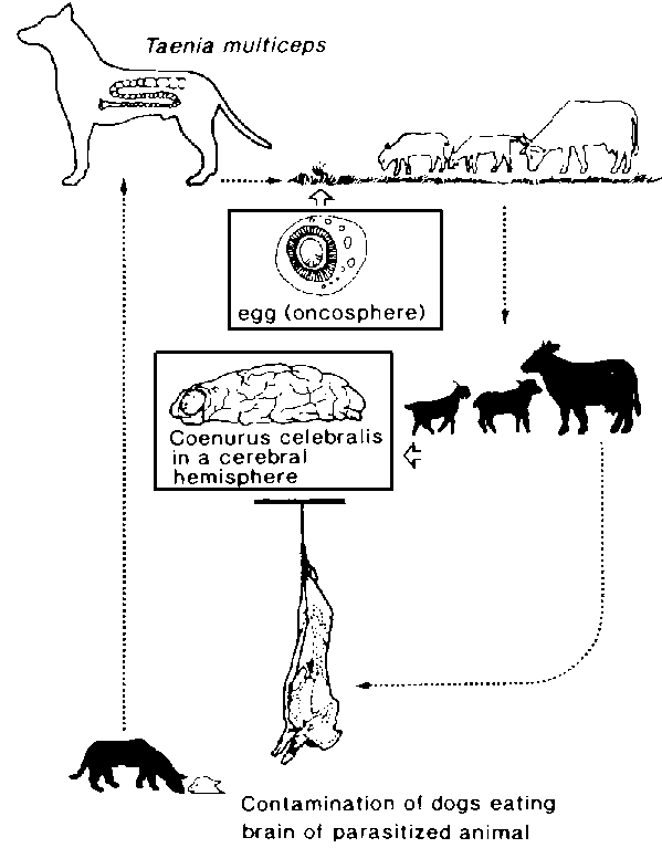 2. The epidemiology of helminth parasites