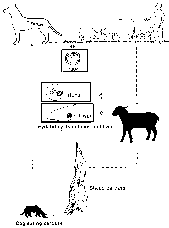 2. The epidemiology of helminth parasites