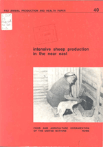 intensive sheep production in the near east