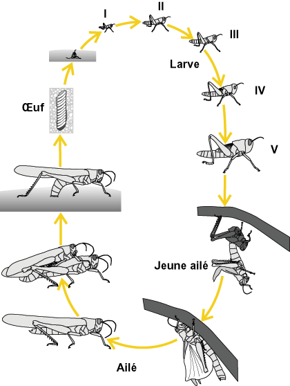 Directives sur le Criquet pèlerin-1.Biologie et comportement