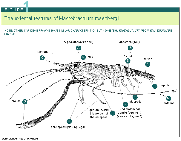 Farming freshwater prawns. A manual for the culture of the giant river ...