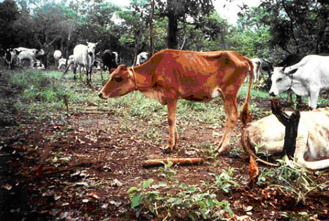 2. NATURE OF THE DISEASE