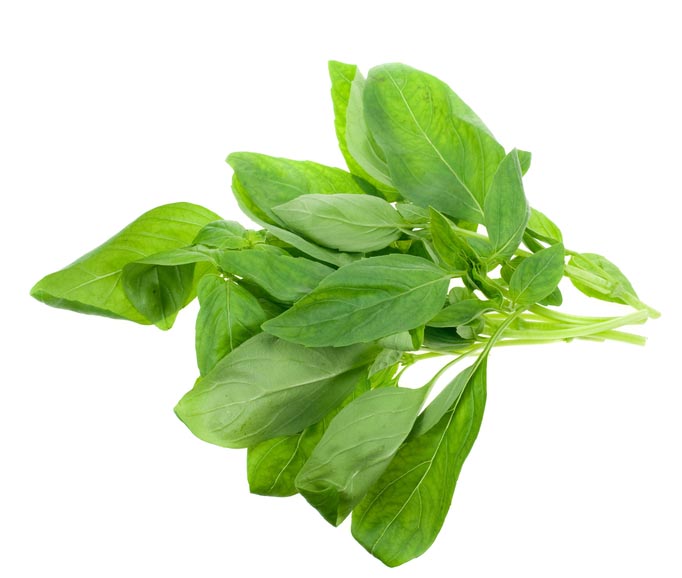 Plant Production and Protection Division: Diversity and performances of ...